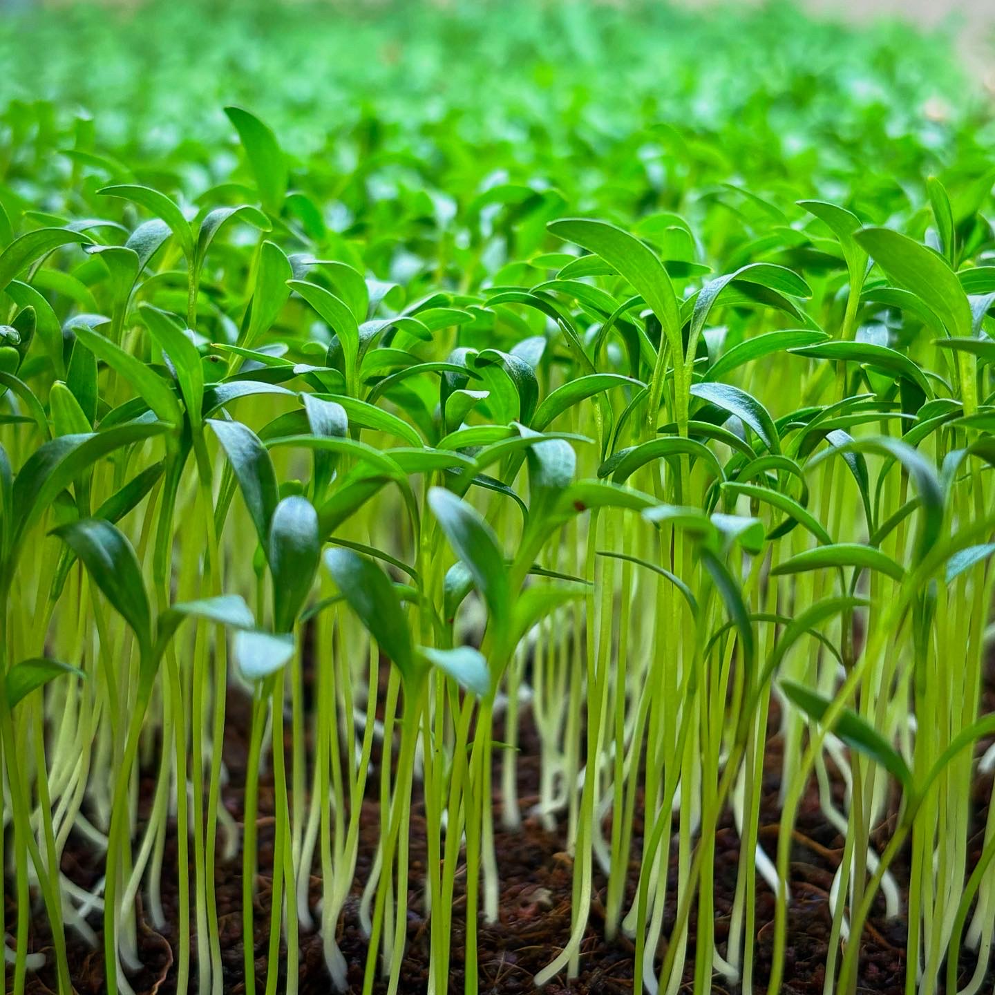 Fruit & Vegetables :: Vegetables :: Microgreens :: Cilantro Microgreens ...