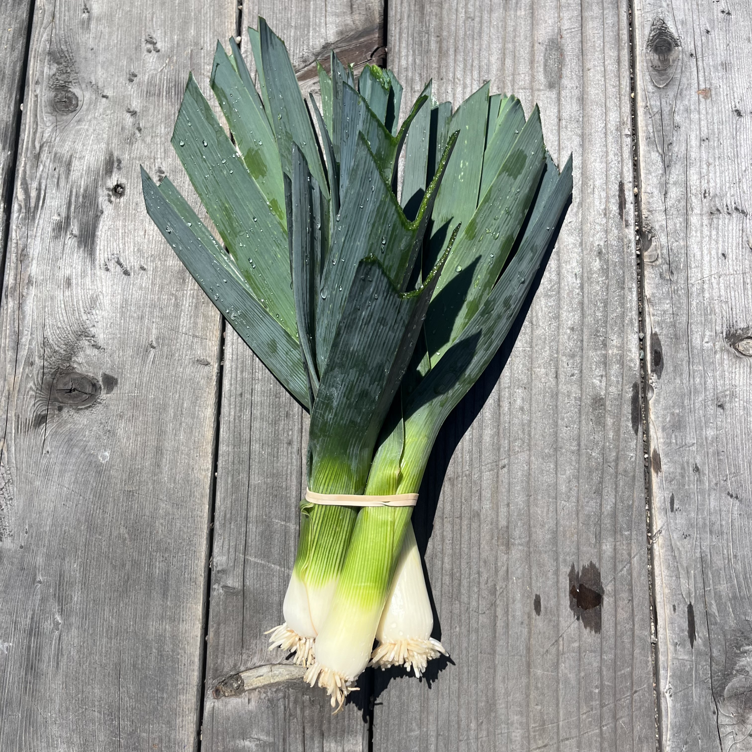 Fruit & Vegetables :: Vegetables :: Garlic & Onions :: Leeks (per bundle)